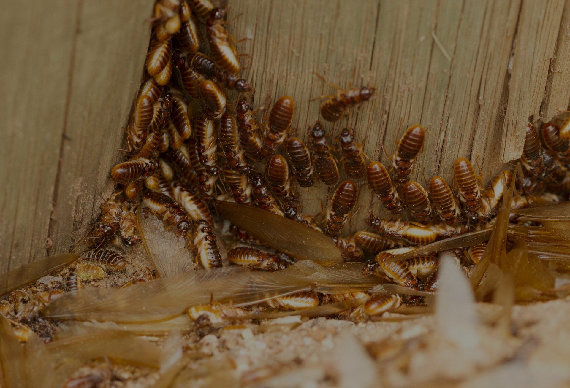 Gold Bond Pest Control LLC | Termite Termination Corinth MS