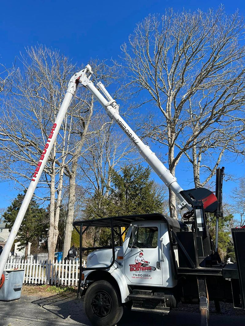Tree Trimming and Removal | Tree Busters | Cape Cod, MA Area