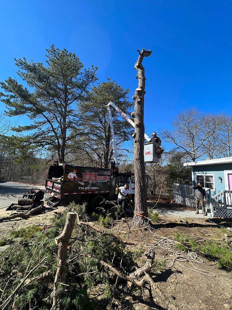 Tree Trimming and Removal | Tree Busters | Cape Cod, MA Area