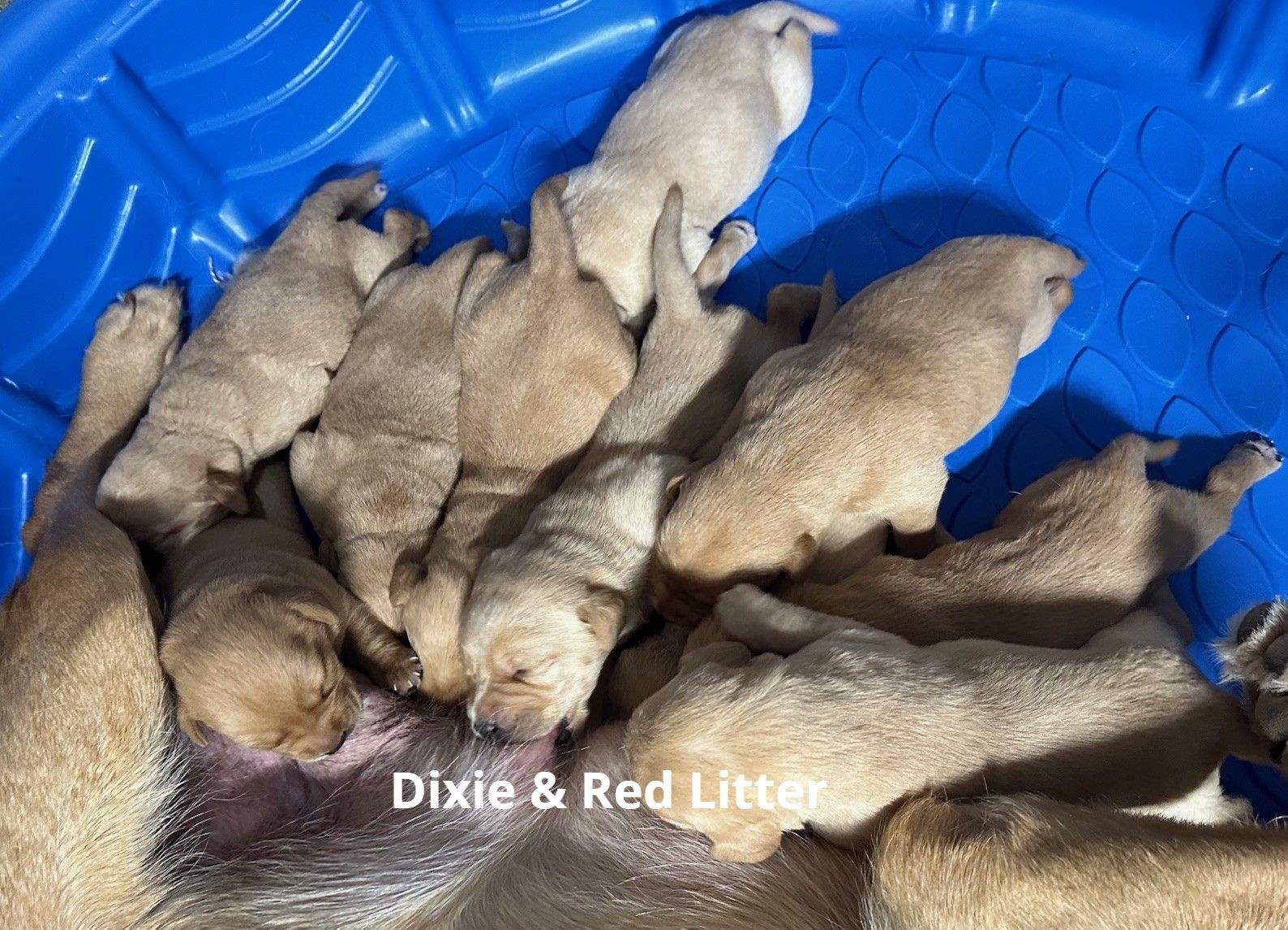 Puppies for Sale | Seven Oaks Kennel | Spring Branch, TX