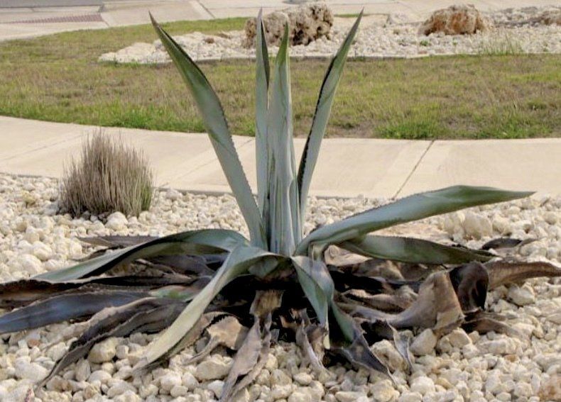 THE AGAVE SNOUT WEEVIL: HOW TO RECOGNIZE THIS COMMON AGAVE PEST