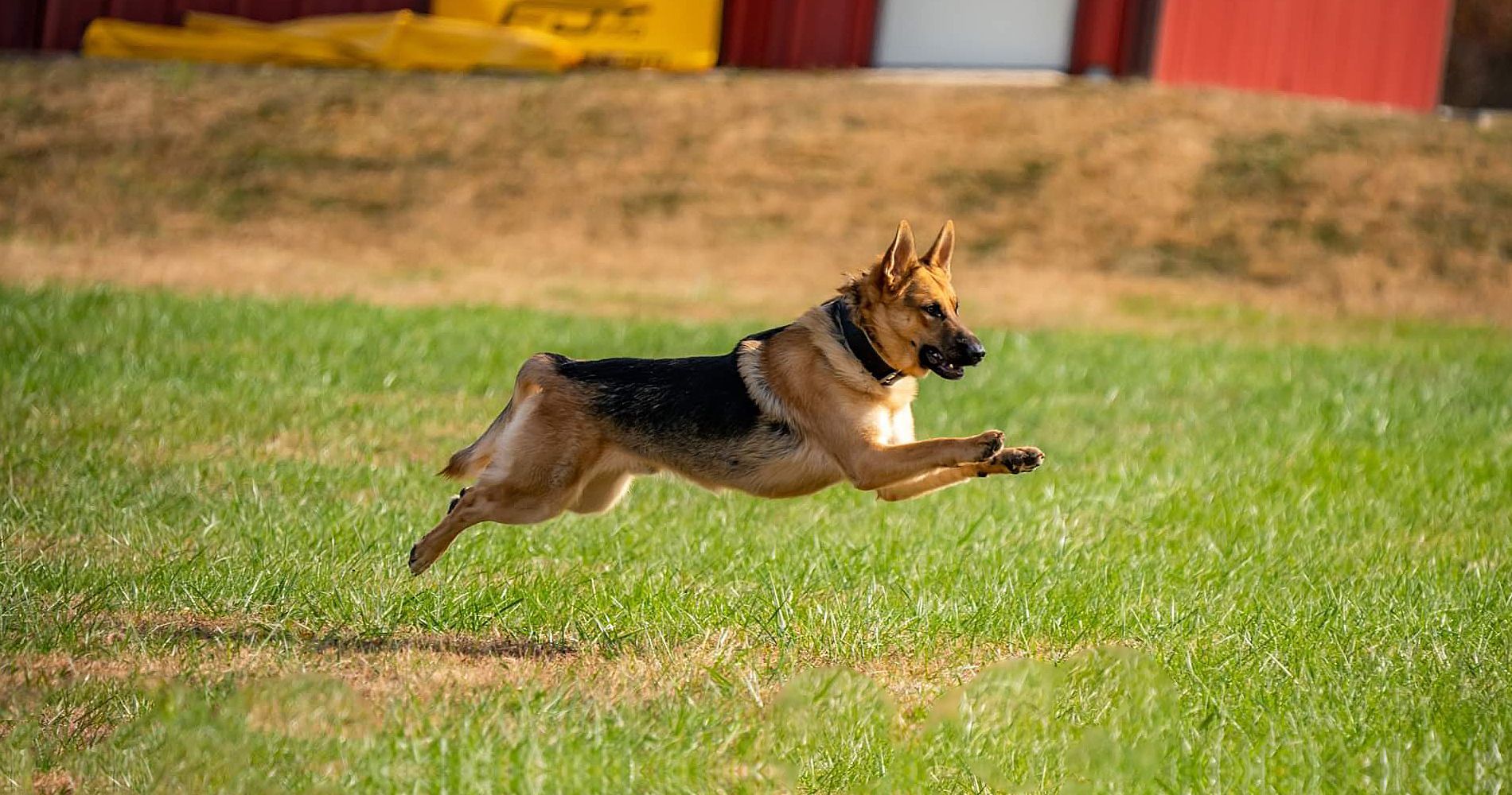 Dog Training Springfield, MO | MMk9