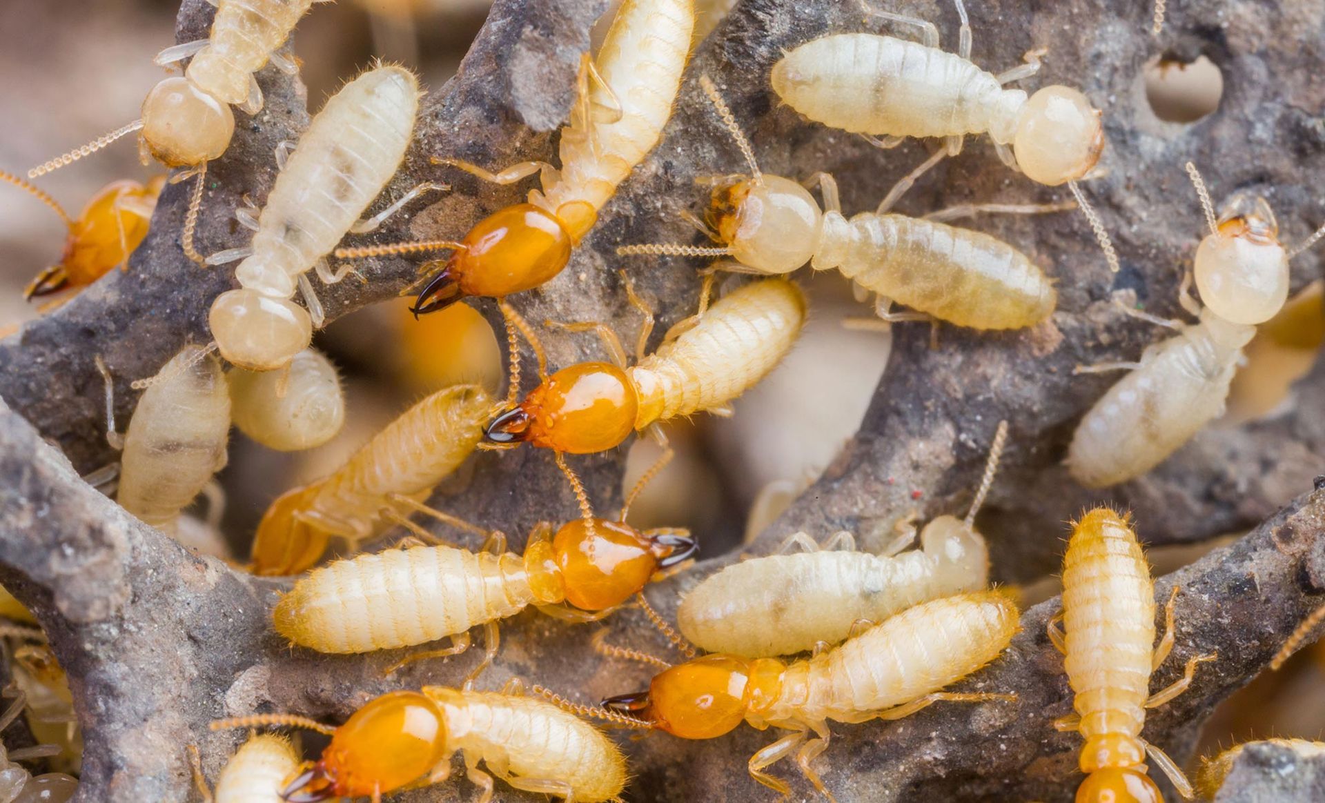 Pest Control Anderson, SC | Seneca, SC | Pest-Tec