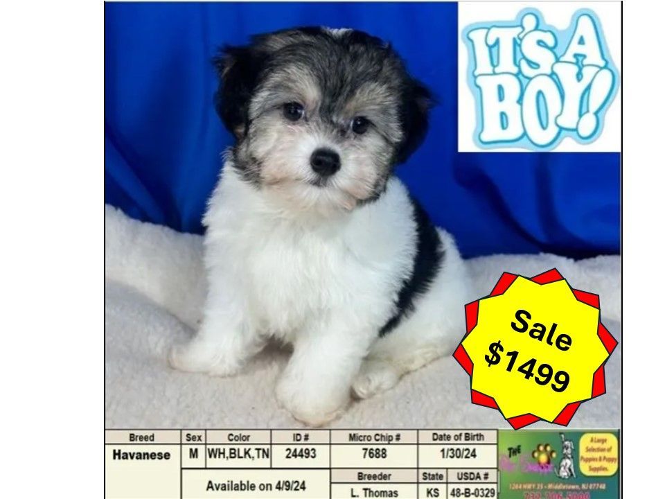 Puppy Store | The Pet Shoppe | Middletown, NJ