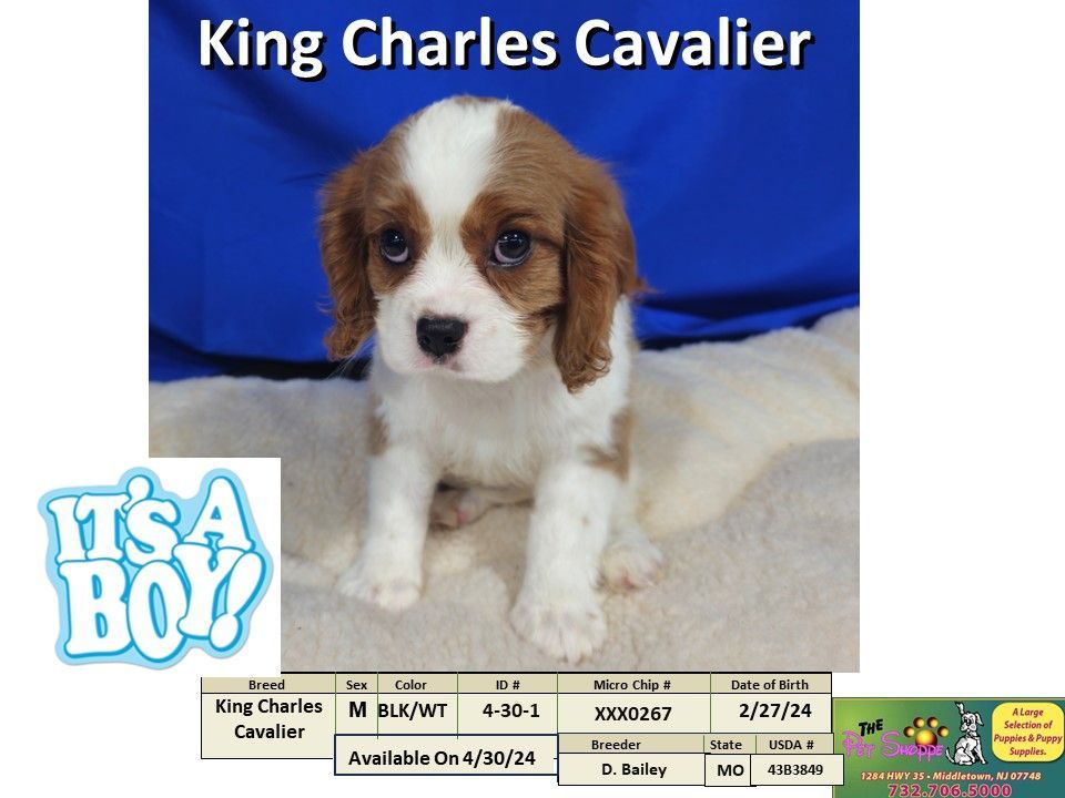 Puppy Store | The Pet Shoppe | Middletown, NJ