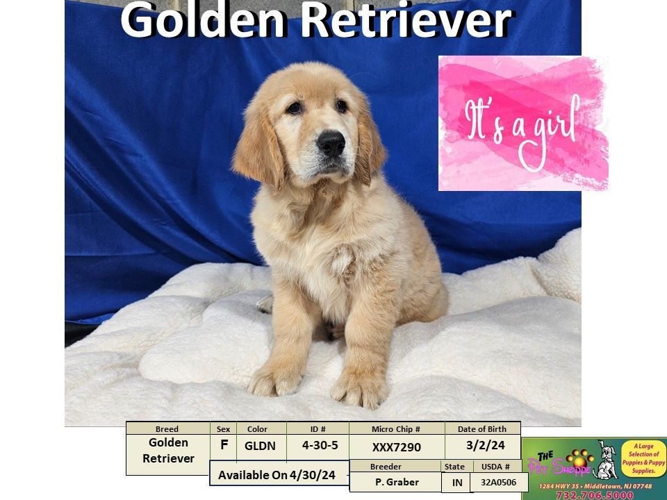 Puppy Store | The Pet Shoppe | Middletown, NJ