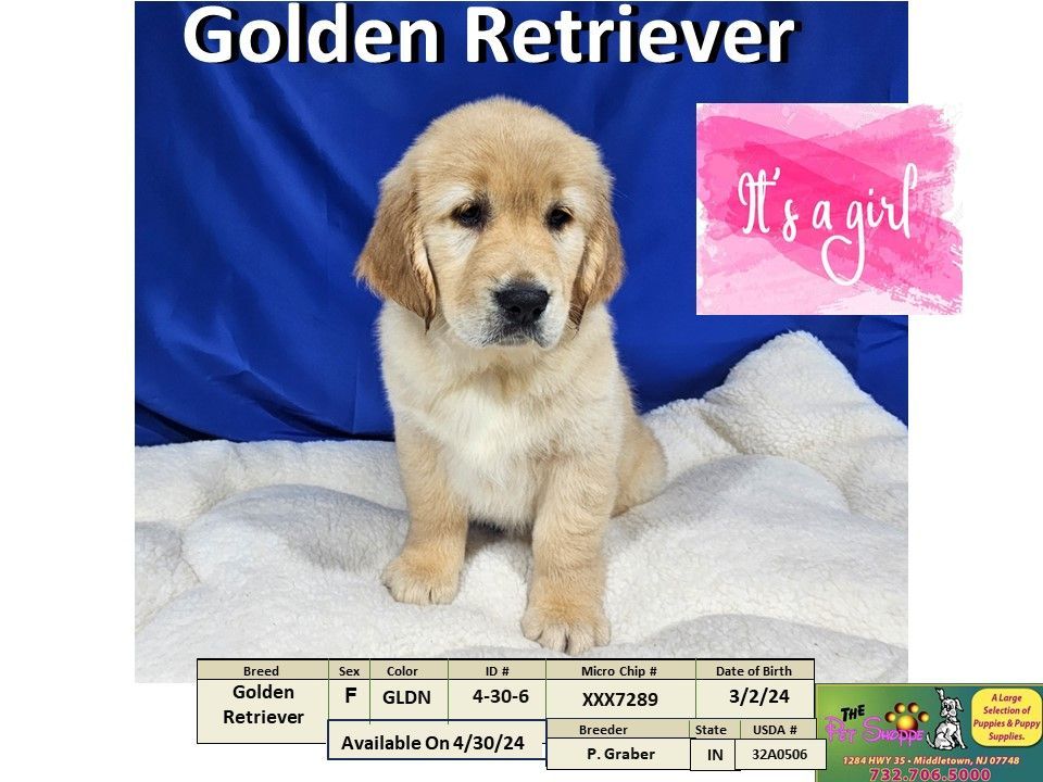 Puppy Store | The Pet Shoppe | Middletown, NJ