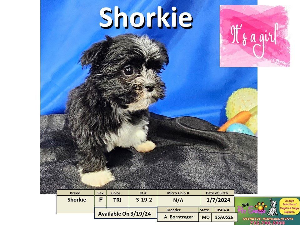 Puppy Store | The Pet Shoppe | Middletown, NJ