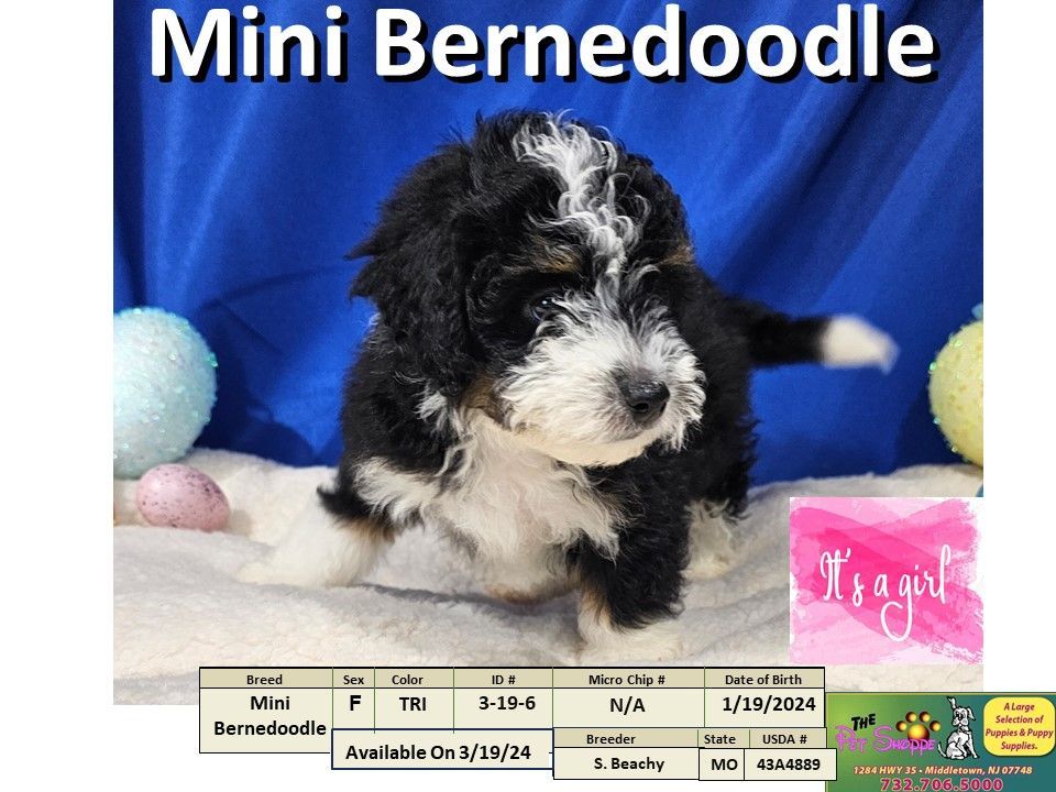 Puppy Store | The Pet Shoppe | Middletown, NJ