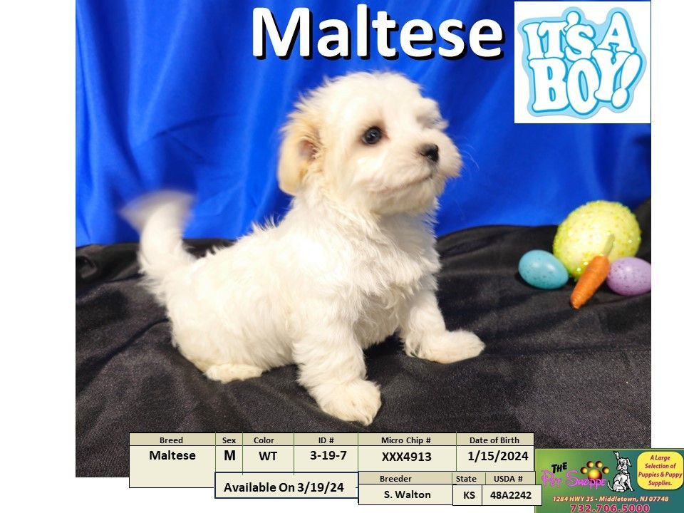 Puppy Store | The Pet Shoppe | Middletown, NJ