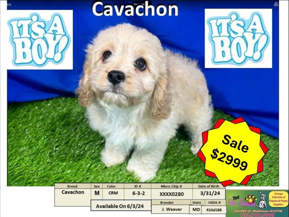 Puppy Store | The Pet Shoppe | Middletown, NJ