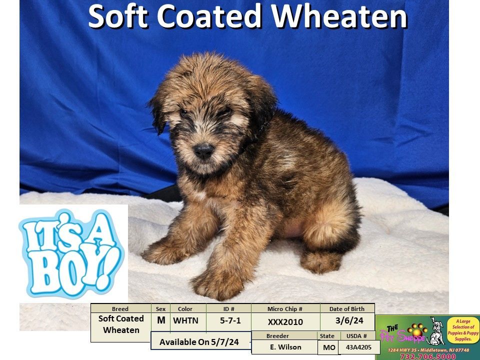 Puppy Store | The Pet Shoppe | Middletown, NJ