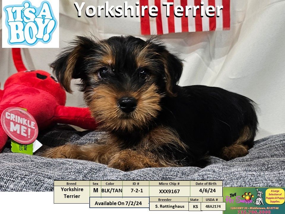 Puppy Store | The Pet Shoppe | Middletown, NJ