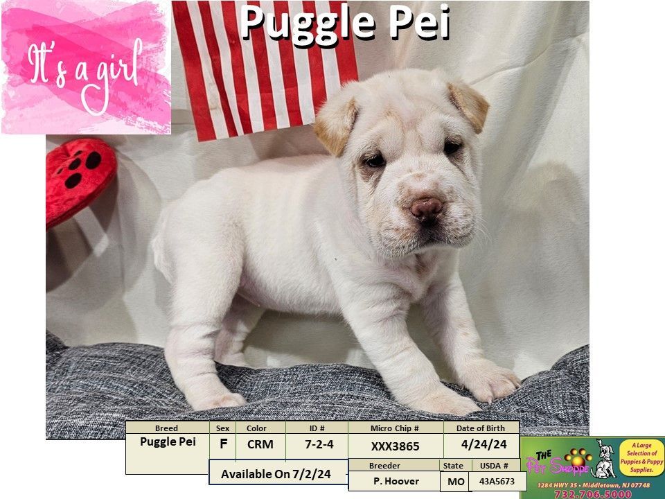 Puppy Store | The Pet Shoppe | Middletown, NJ