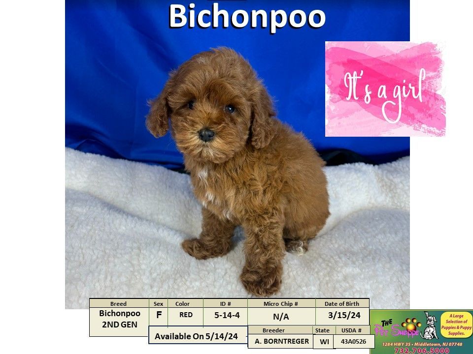 Puppy Store | The Pet Shoppe | Middletown, NJ