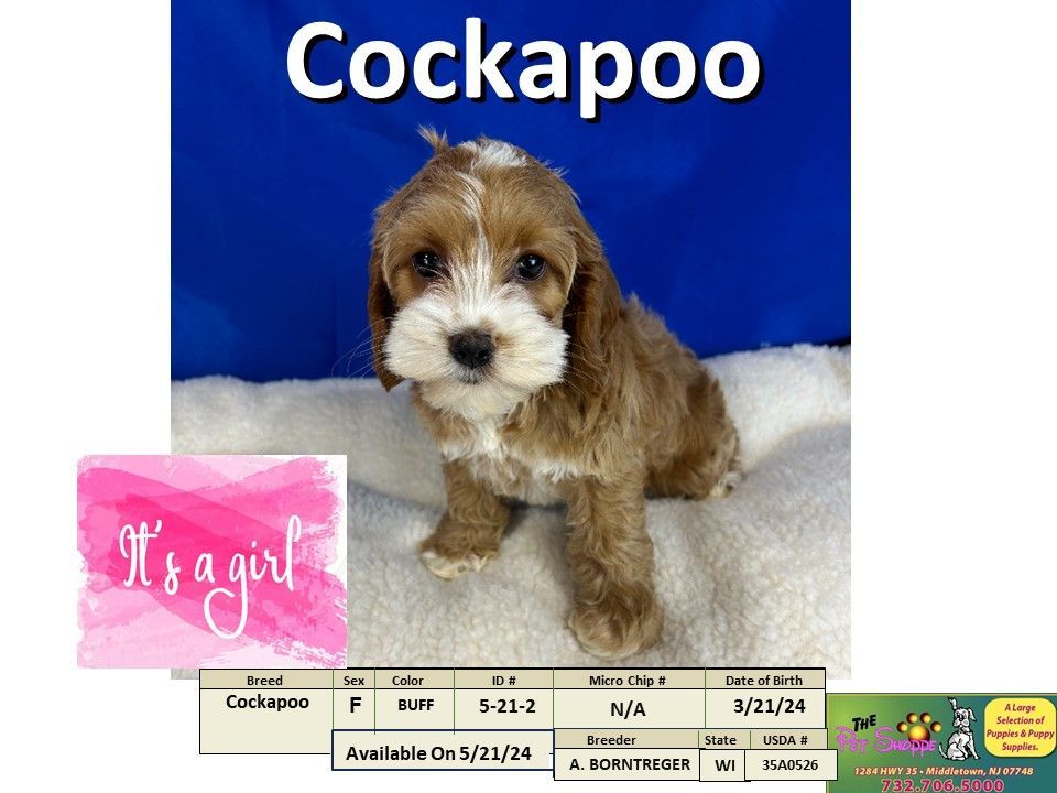Puppy Store | The Pet Shoppe | Middletown, NJ