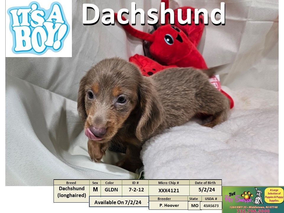 Puppy Store | The Pet Shoppe | Middletown, NJ