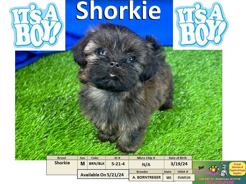 Puppy Store | The Pet Shoppe | Middletown, NJ