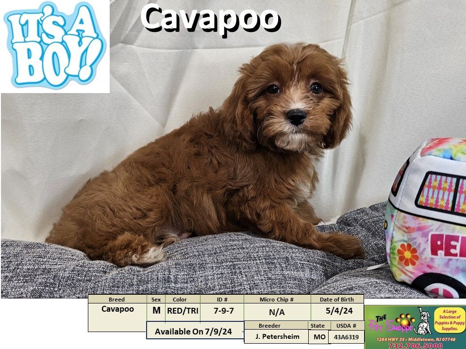 Puppy Store | The Pet Shoppe | Middletown, NJ