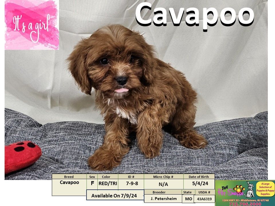 Puppy Store | The Pet Shoppe | Middletown, NJ