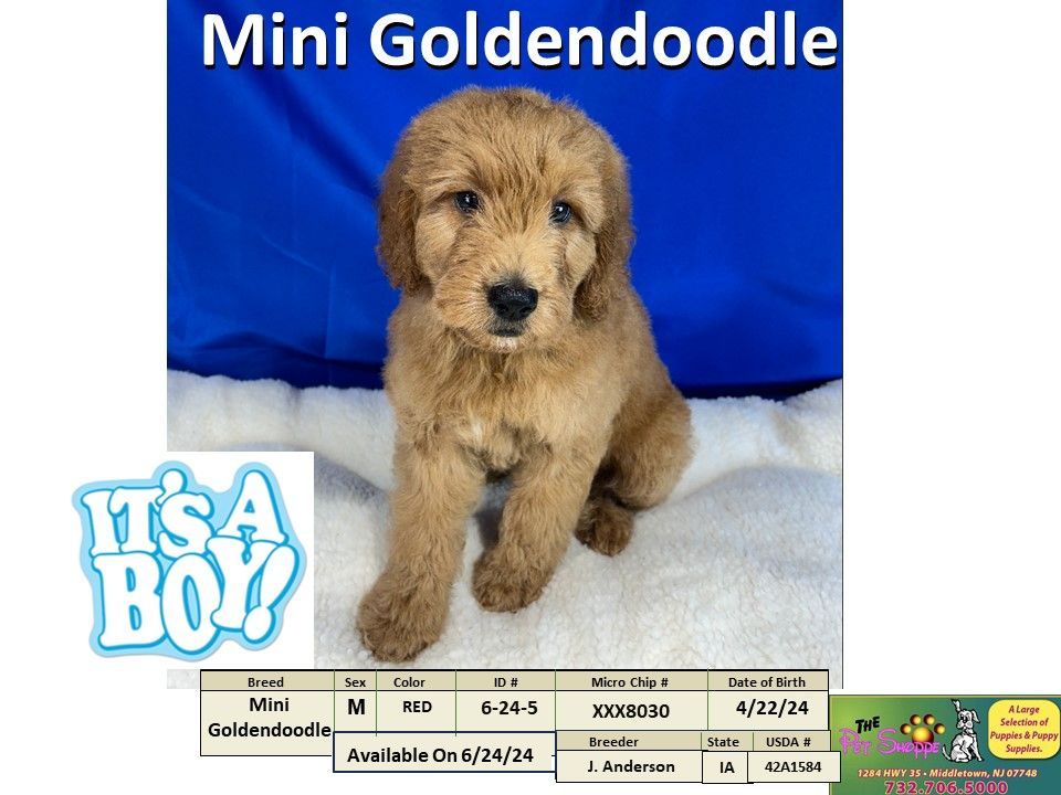 Puppy Store | The Pet Shoppe | Middletown, NJ