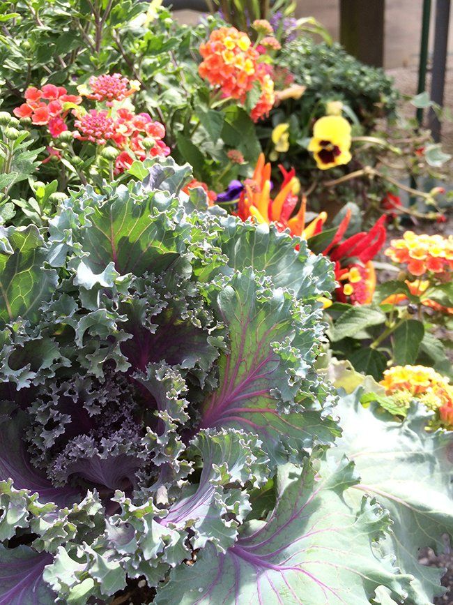 Hartman's Towne & Country Greenhouse Photo Gallery | Manitowoc