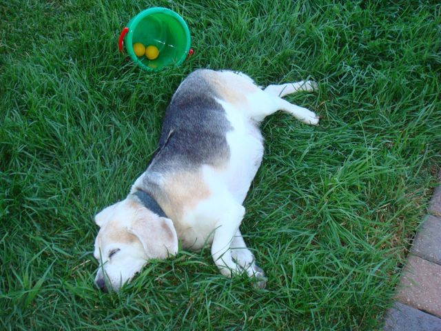 Why Do Dogs Feet Smell Like Cool Ranch Doritos