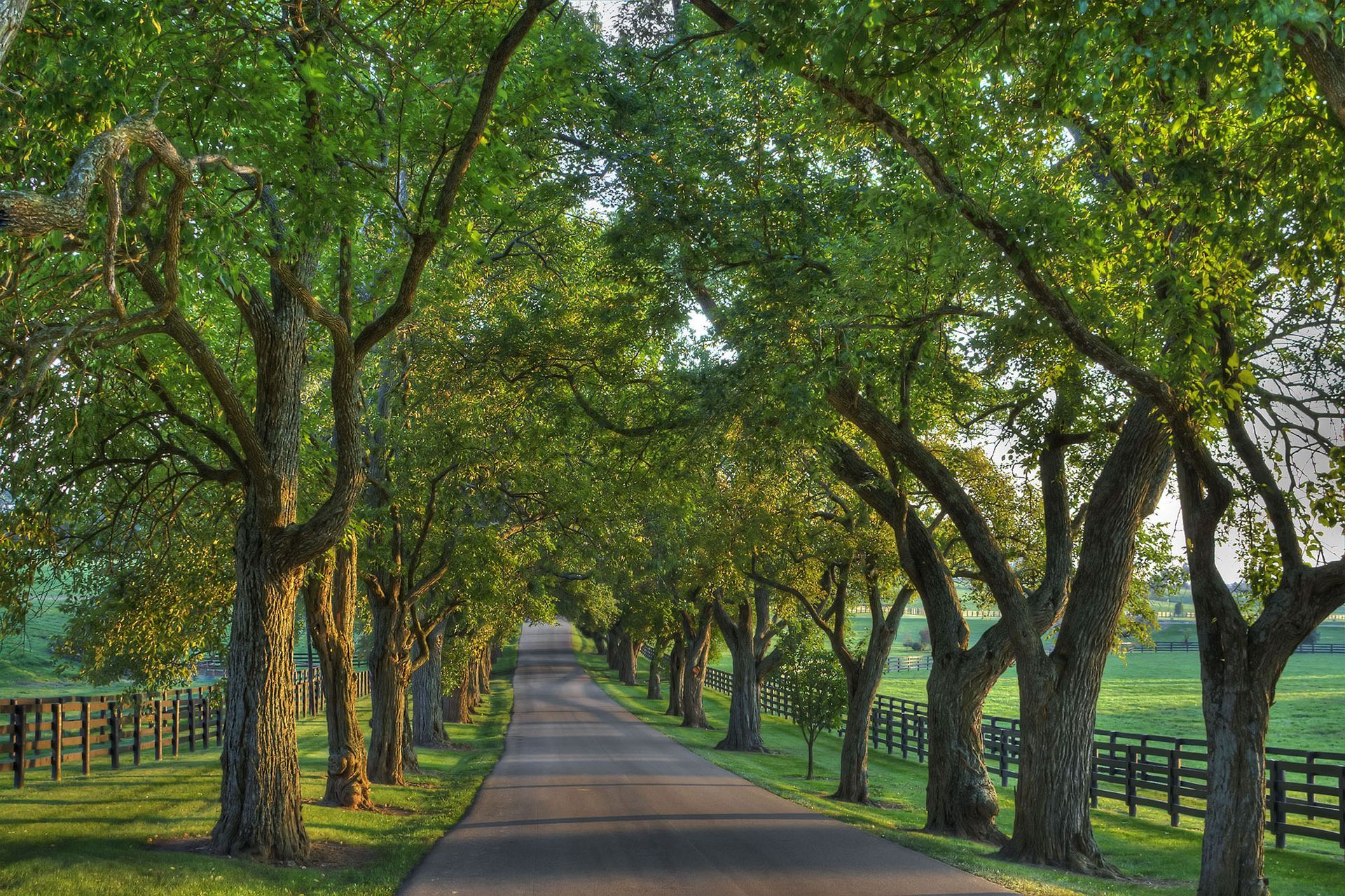 Large Shade Trees | Midpark Nurseries, Inc.