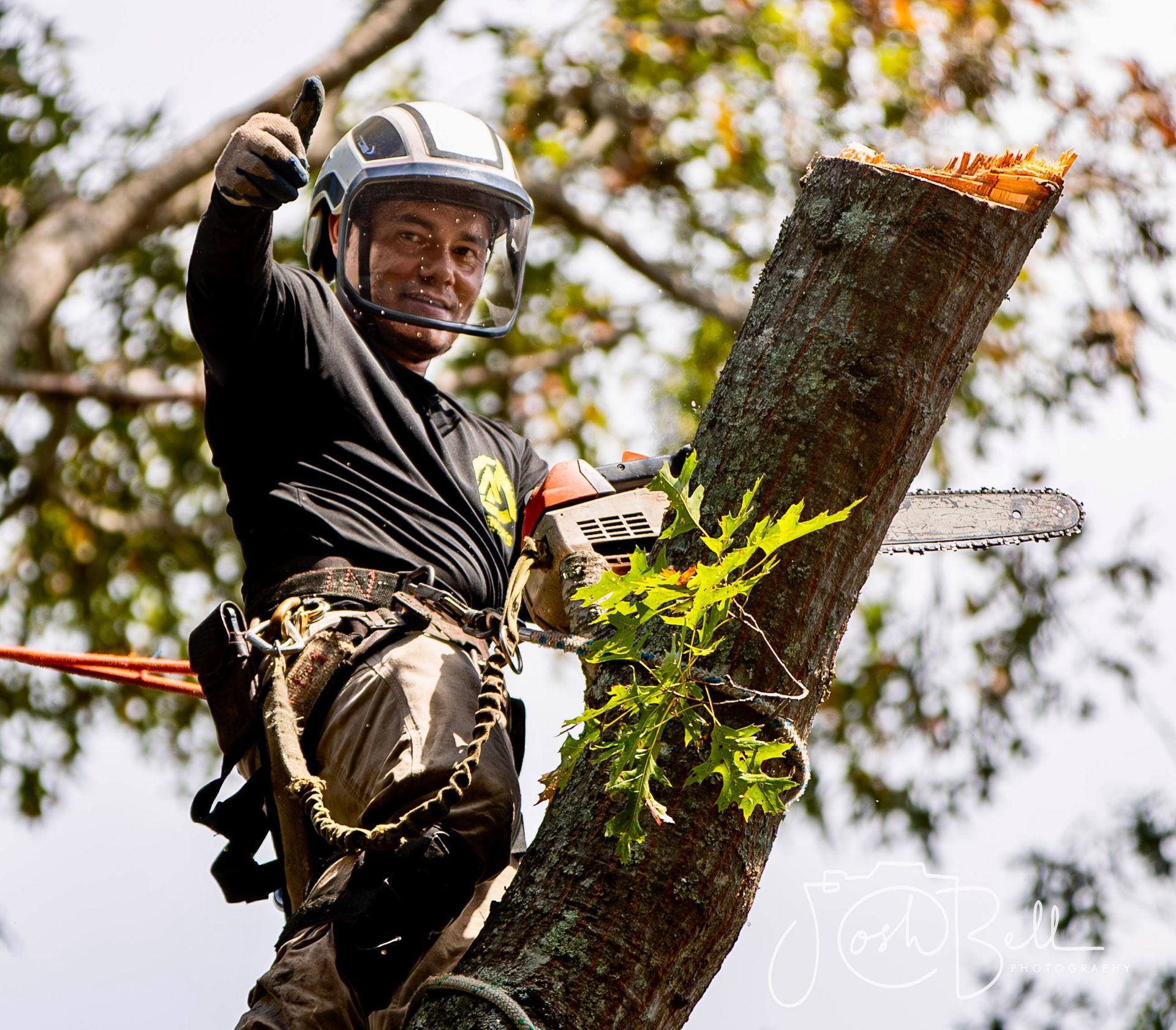 Tree Company Raleigh, NC | Mencor's Tree Service