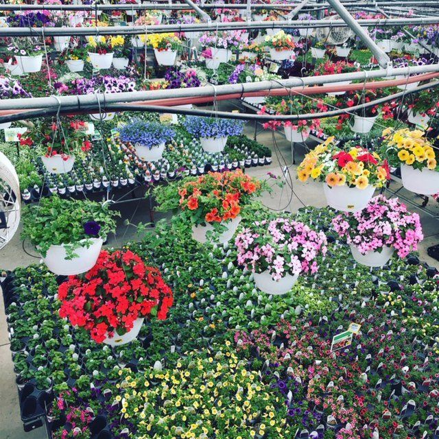 Robinson Florist & Greenhouses | Floral Service Kimberly WI