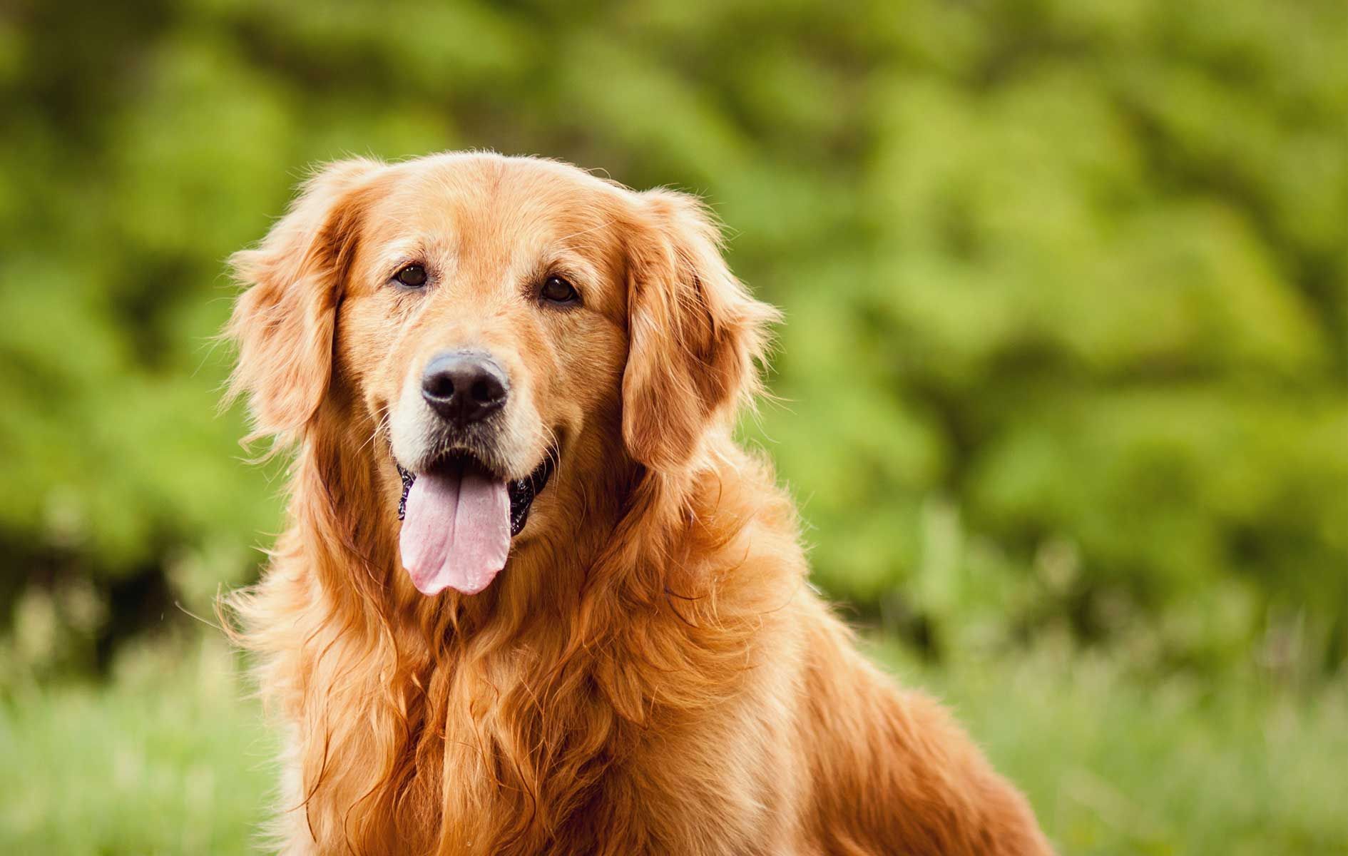 Veterinary Care | Animal Medical Center | Iuka, MS