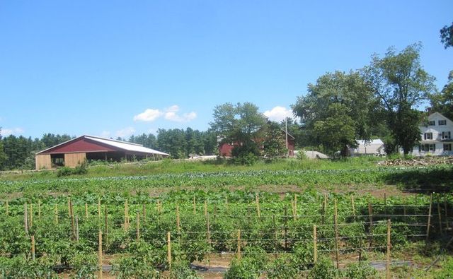 Produce Stand | Lettuce | Rowley, MA