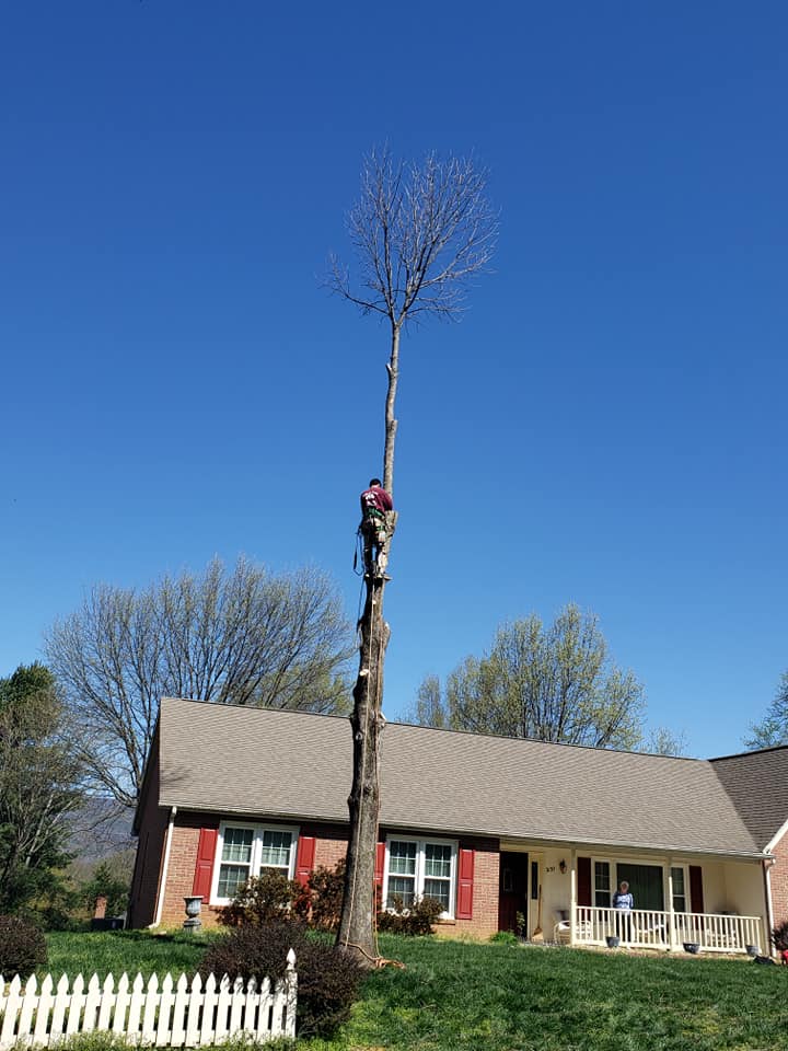 Salem Tree & Stump | Tree Services | Salem, VA