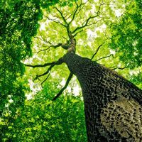 Tree Pruning | Columbus, GA