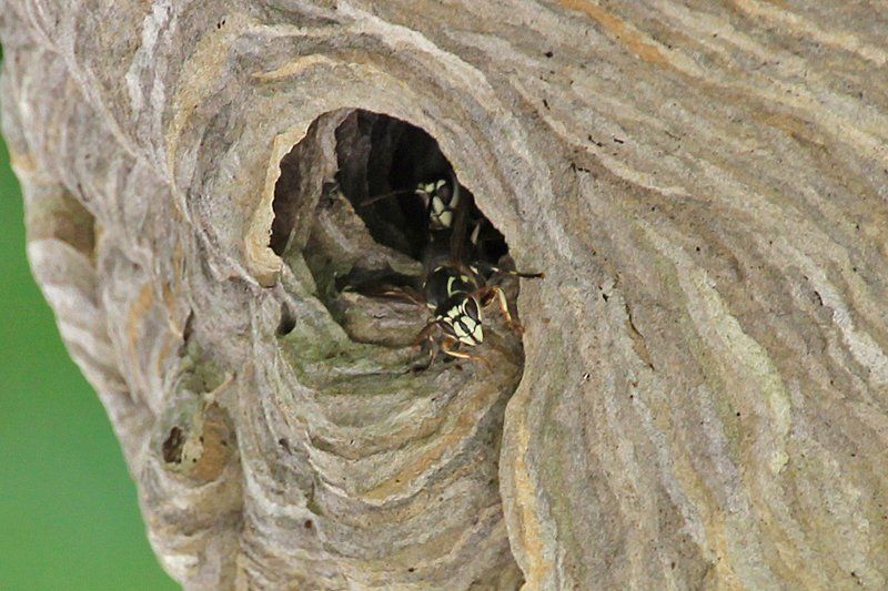 Hornet Swarms | Hornet and Pest Control | Portland, OR