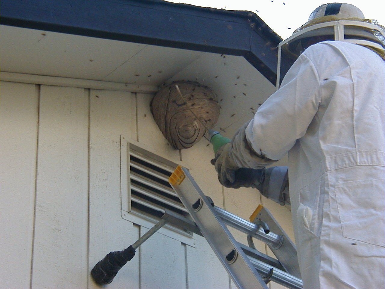 Yellow Jacket Exterminators Beaverton, OR | Portland, OR