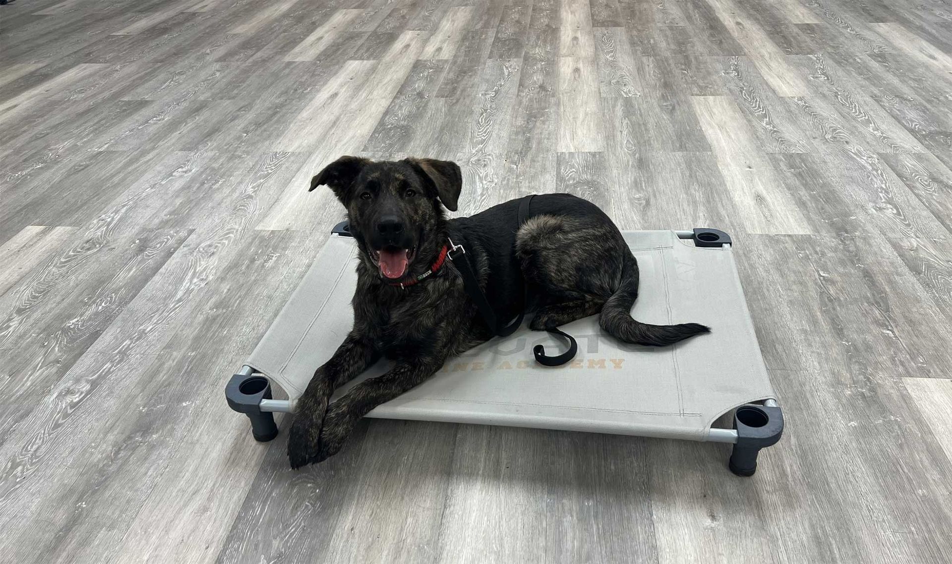 Dog Obedience Programs | Elevate Canine Academy | Fargo, ND | Bismarck, ND