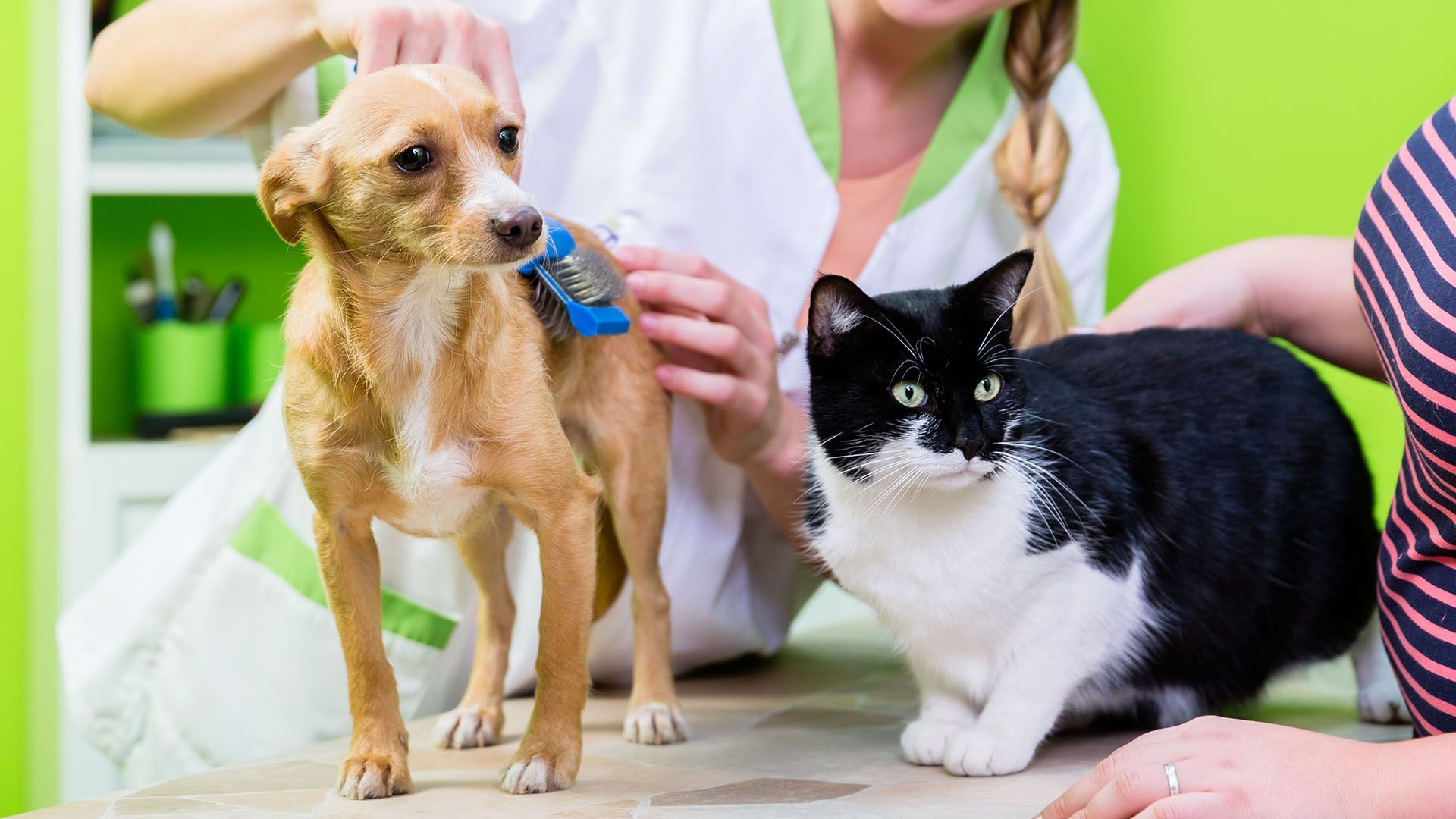 Cat Grooming San Diego