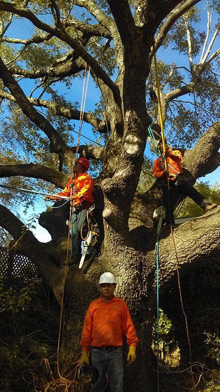 Cortez Tree Care Inc Photo Gallery | San Diego, CA