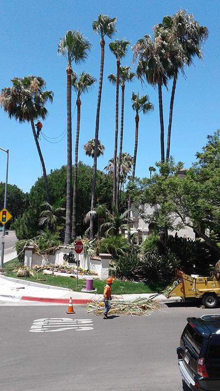 Tree Removal | Tree Service | San Diego, CA