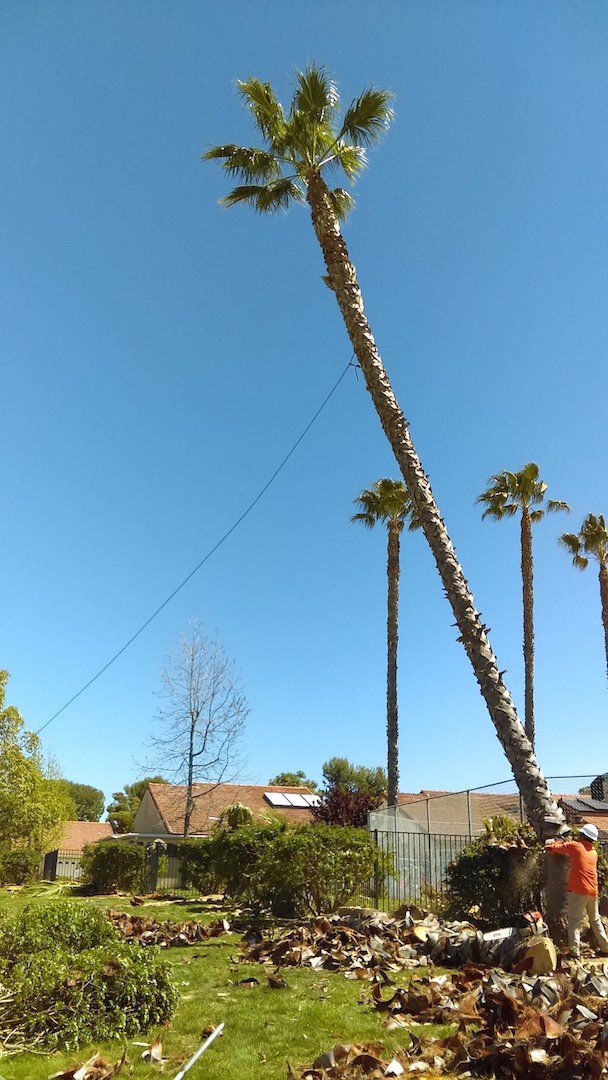 Tree Removal | Tree Service | San Diego, CA