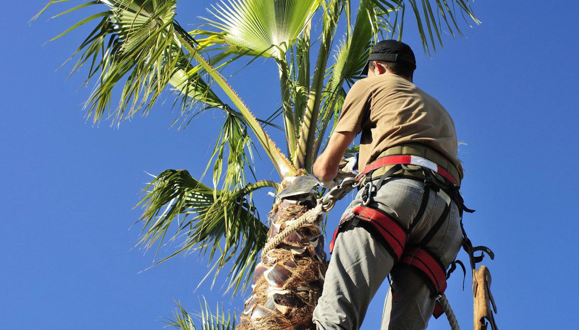 Tree Removal | Tree Service | San Diego, CA