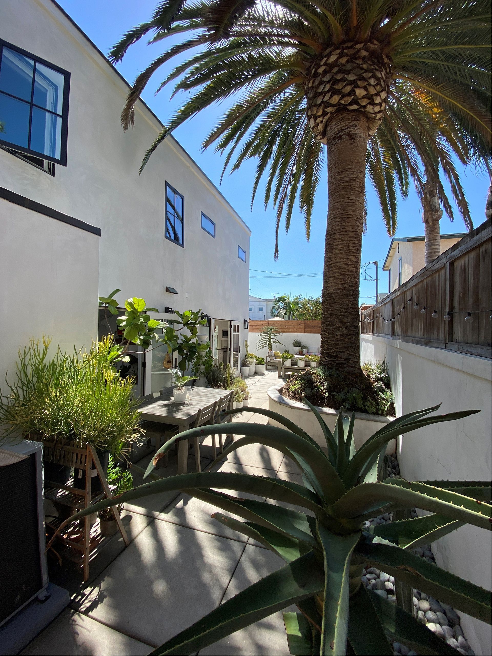 Canary Palm Removal | Palm Tree Removal | San Diego