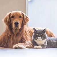 Meet the Team | Delta Lake Veterinary Hospital Rome NY