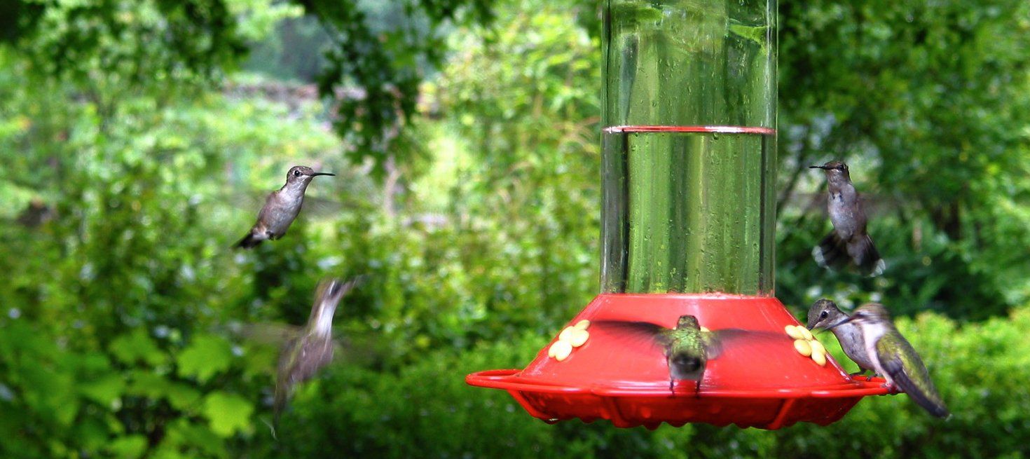Decorative Bird Baths | Fort Wayne, IN