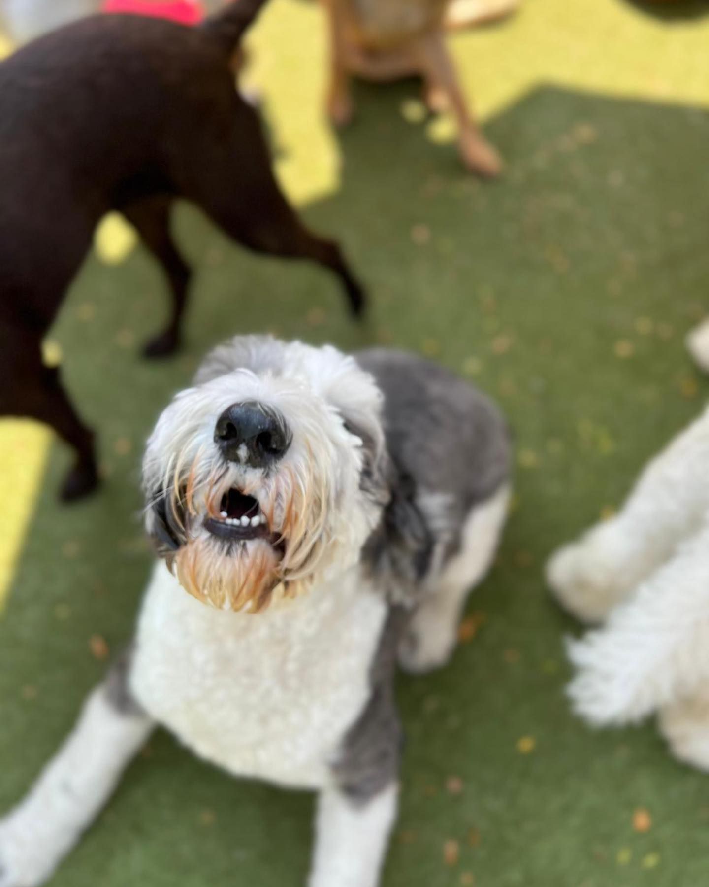 Doggie Overnight Lodging | Boise, ID