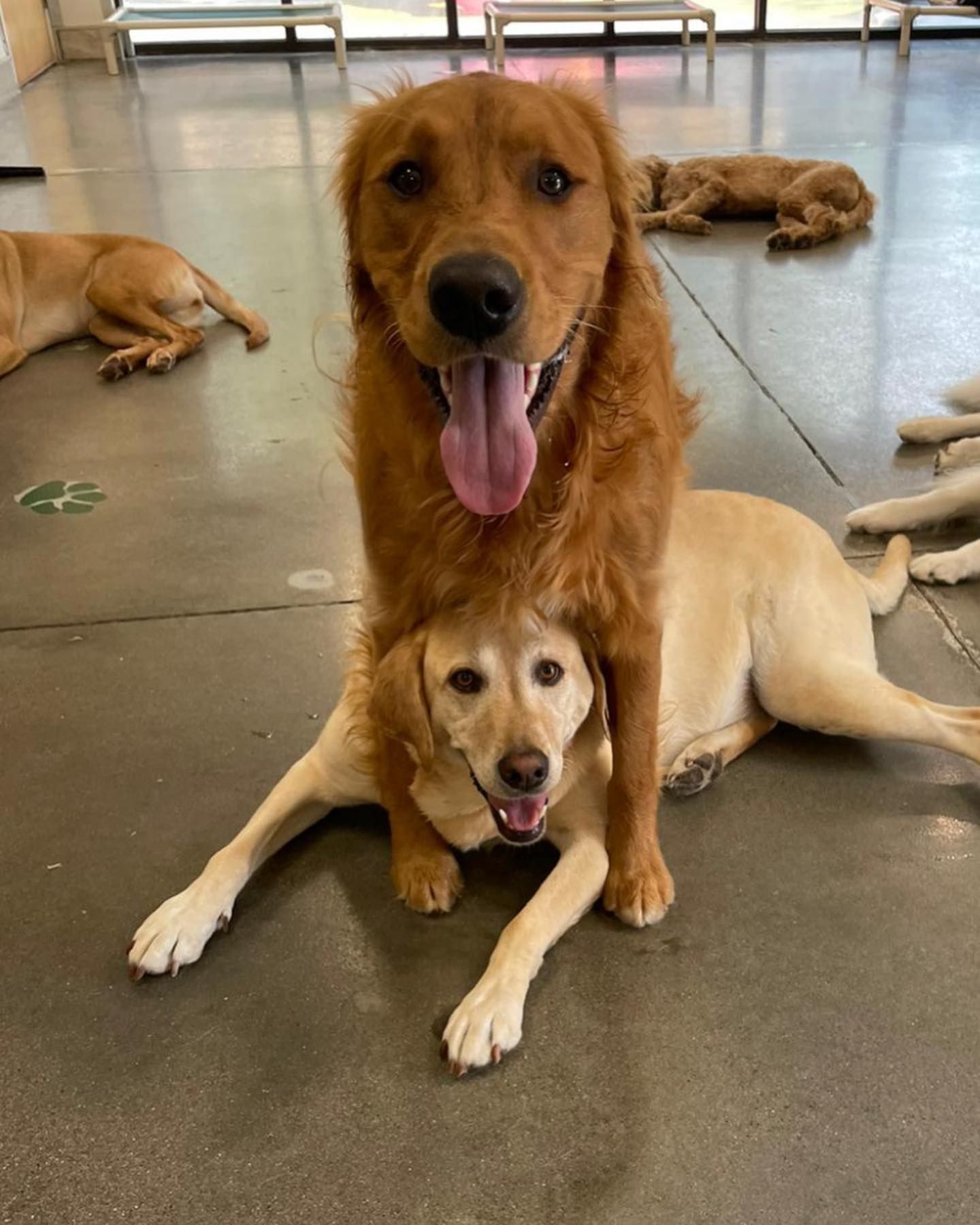 Doggie Overnight Lodging | Boise, ID