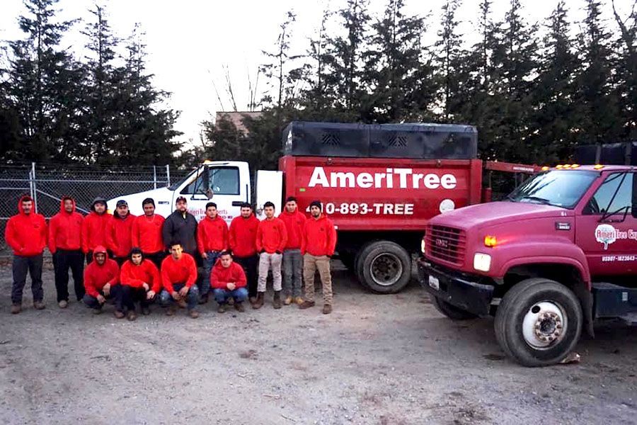 Photo Gallery | AmeriTree Experts