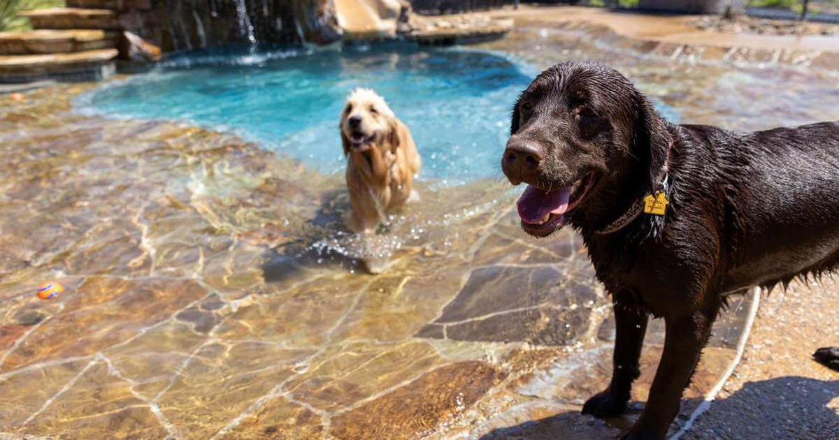 Specialty Pet Care Services | Murchison, TX