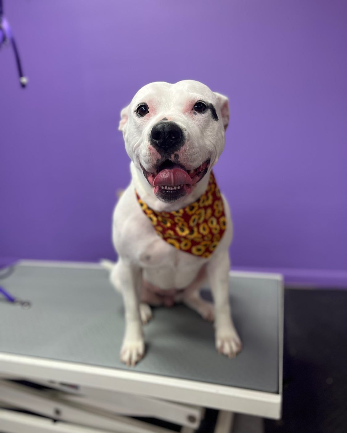 Pet Groomer | Unique Pup Cutz Grooming | Fairfield, NJ